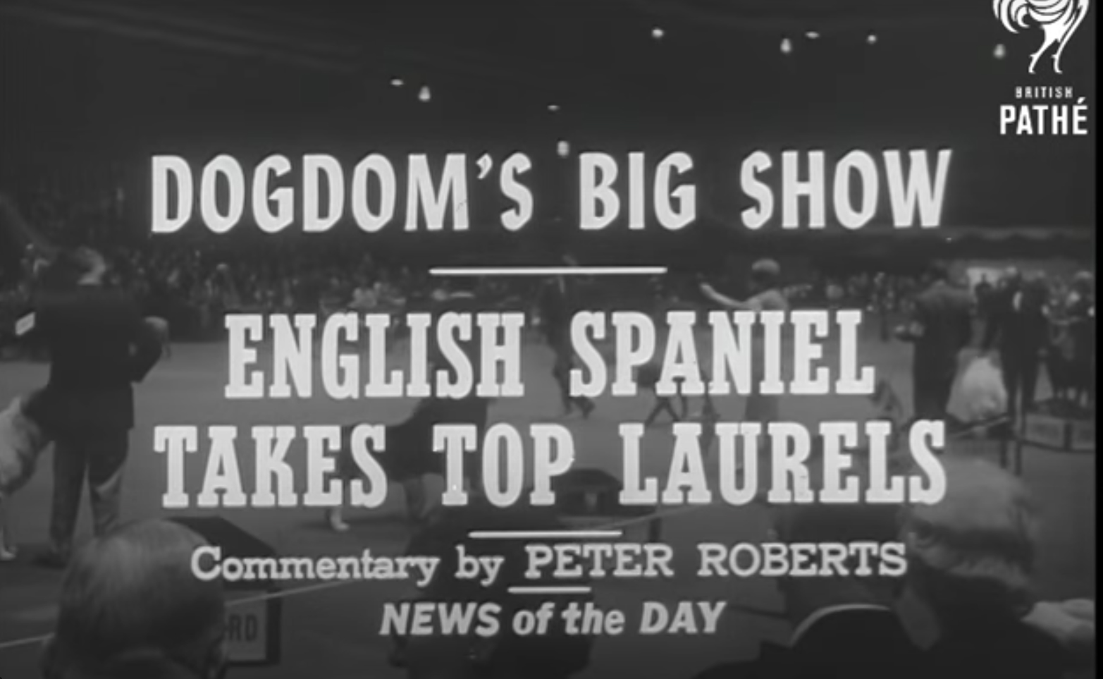 Sit & Stay For Some Cool Archival Footage From Past Westminster Kennel ...