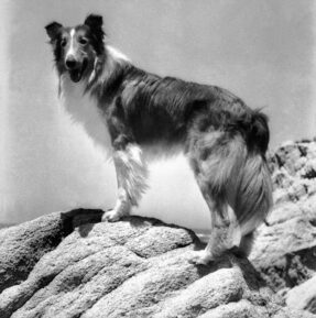 6 Things You Didn't Know About 'Lassie'