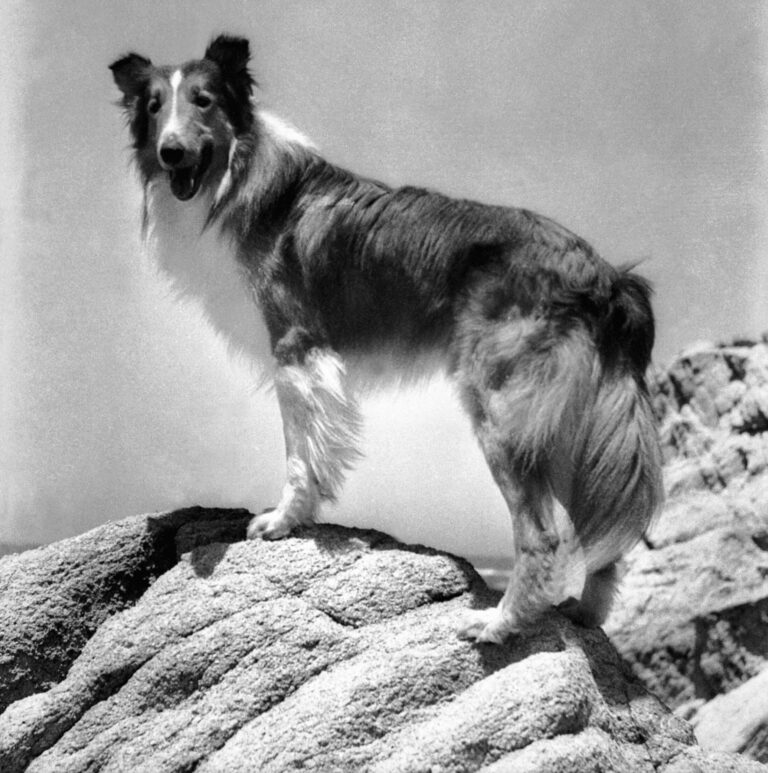 6 Things You Didn't Know About 'Lassie'