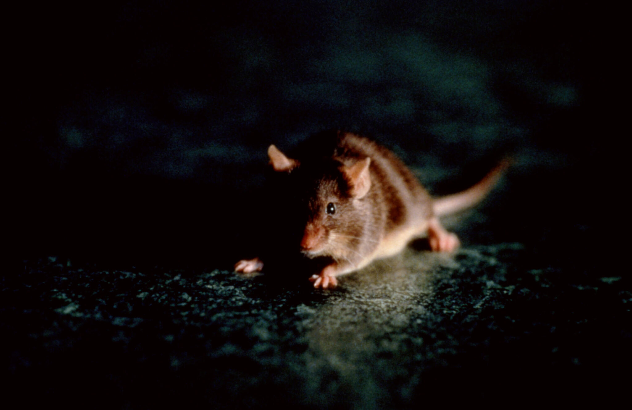 8 Things You Didn't Know About Stephen King's 'The Green Mile'