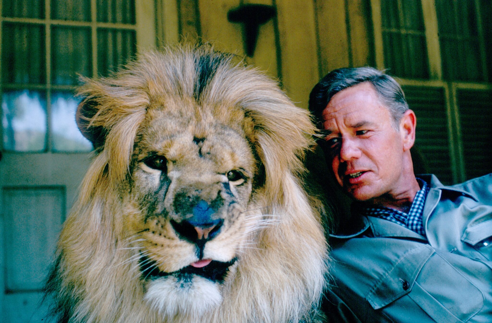 6 Things You Never Knew About 'Daktari,' the 1966 Adventure Series Featuring Real Wild Animals