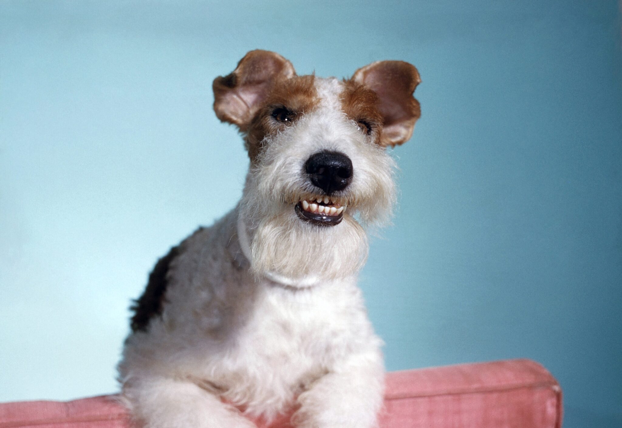 Who is Skippy the Dog? TCM Celebrates the Pup for National Pet Day