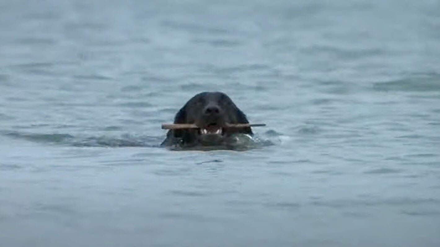 What Happened to Pipit the Dog in 'Jaws'?