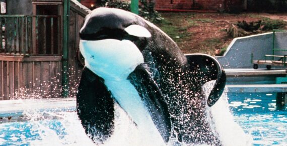 The Heartbreaking Real Story Behind the Whale Who Starred in 'Free Willy'