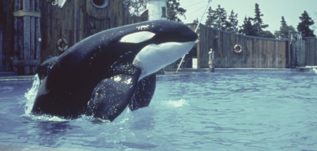 The Heartbreaking Real Story Behind the Whale Who Starred in 'Free Willy'